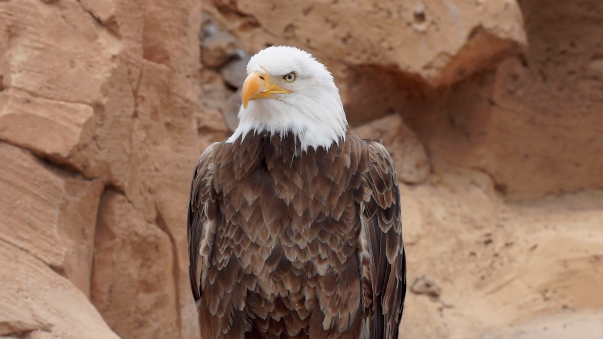 - The Keynote Curators